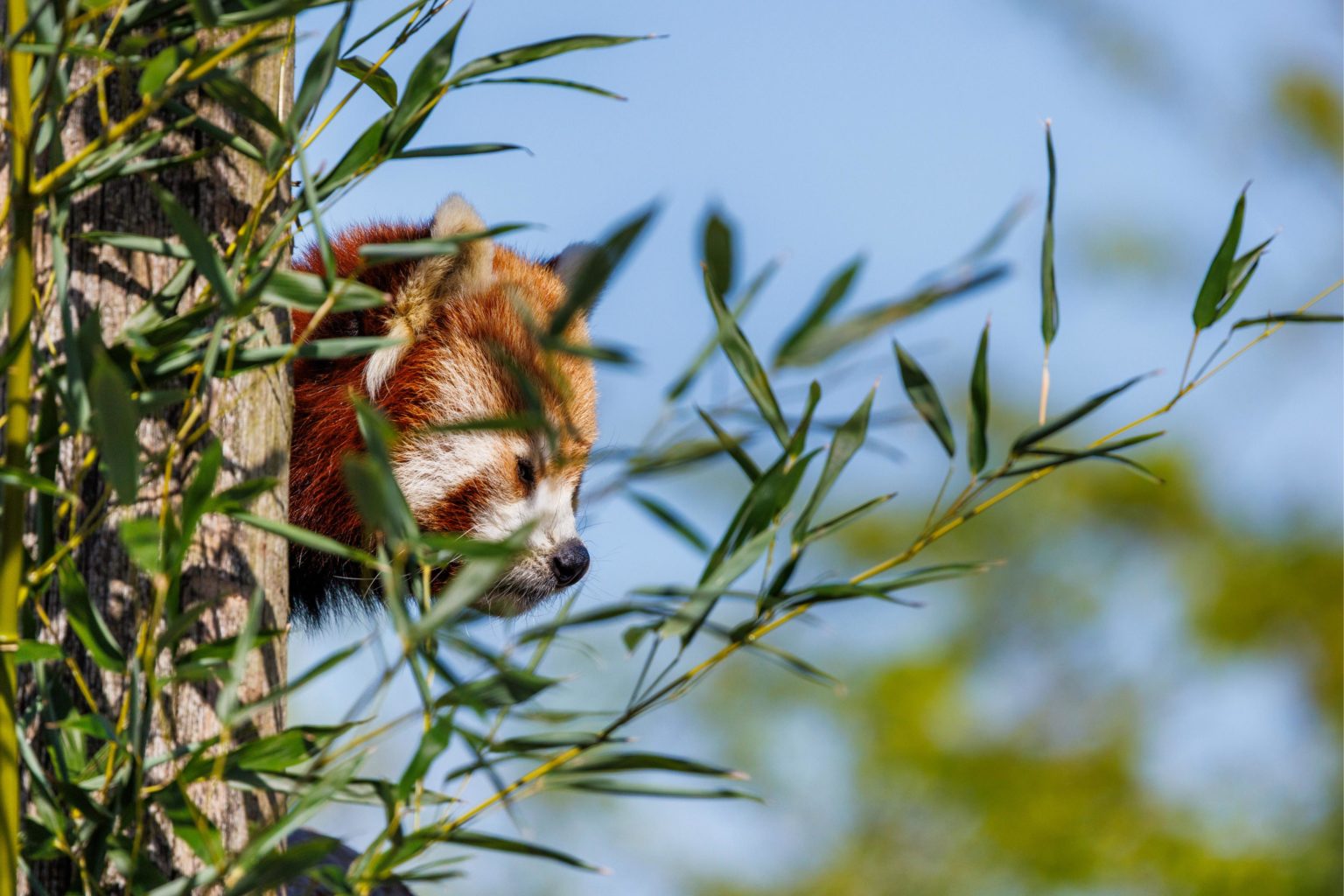 Adopt a Red Panda in the UK • Red Panda Gift Packs • Folly Farm