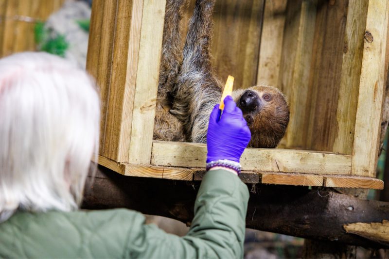 Sloth Experience UK • Meet a Sloth at Folly Farm Wales