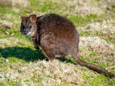 Meet our Zoo Animals at Folly Farm Zoo • List of Zoo Animals