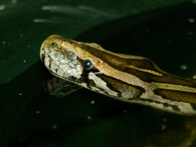 Meet our Zoo Animals at Folly Farm Zoo • List of Zoo Animals